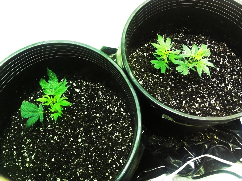 Triple Diesel on the left, Killer Skunk Berry on the right