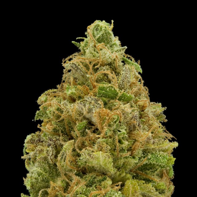 Check out other posts from Weedist’s My Favorite Strains series!
